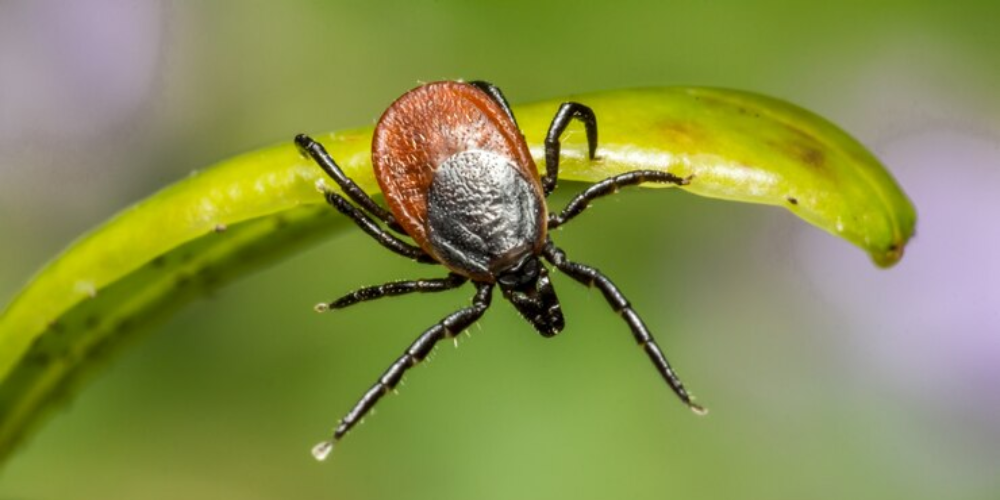Top 10 Scariest Bugs from Every Corner of the Globe